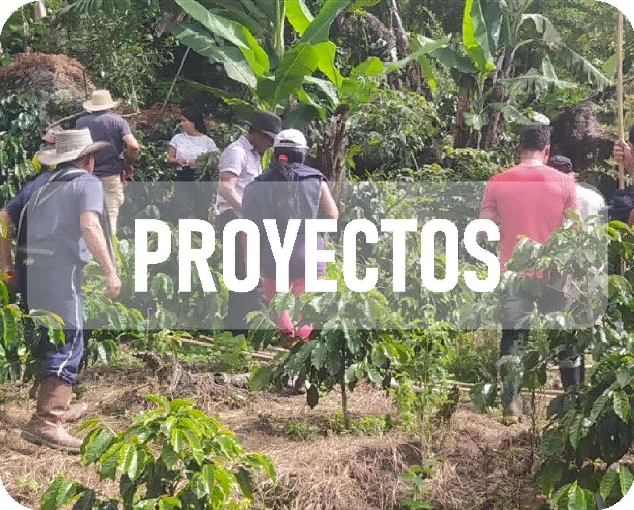 Incremento De La Producción Y Calidad De Café Especial Certificado, Con ...